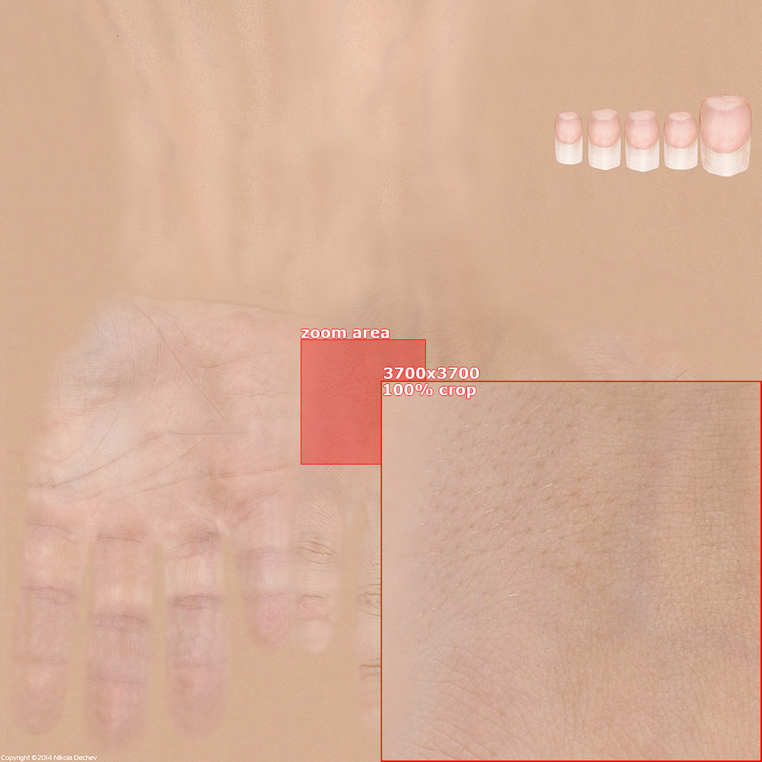 realistic female hand anatomy 3d max