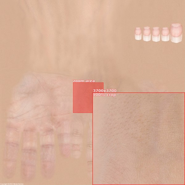 realistic female hand anatomy 3d max