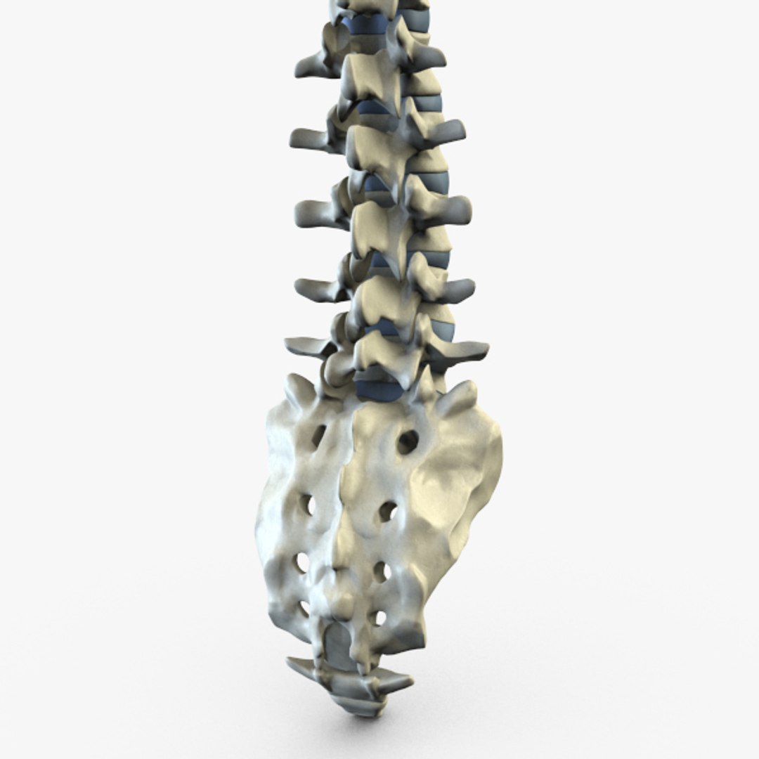 3d Human Spine