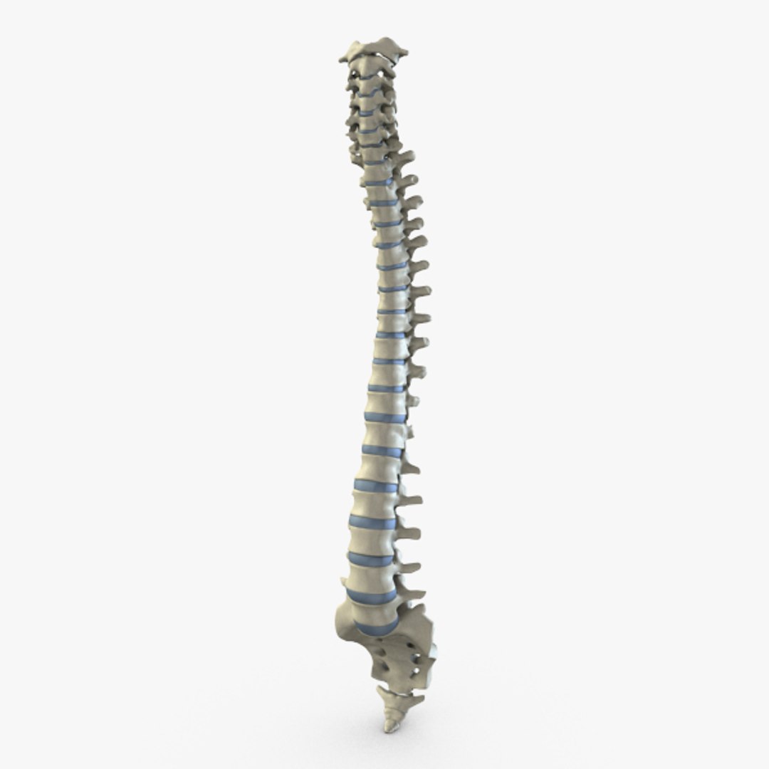 3d Human Spine