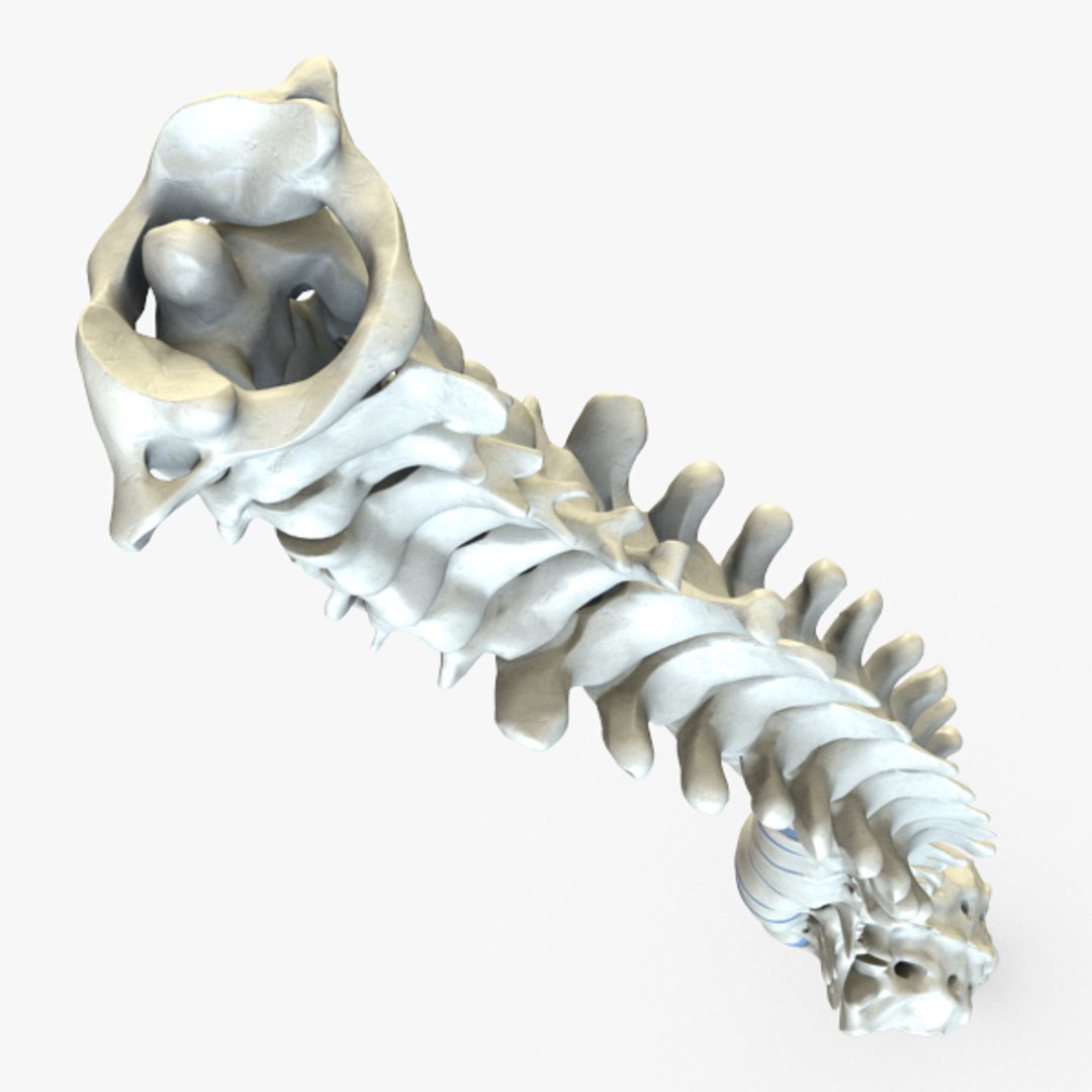 3d Human Spine