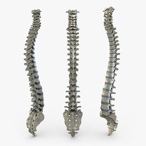 Spine 3D Models for Download | TurboSquid