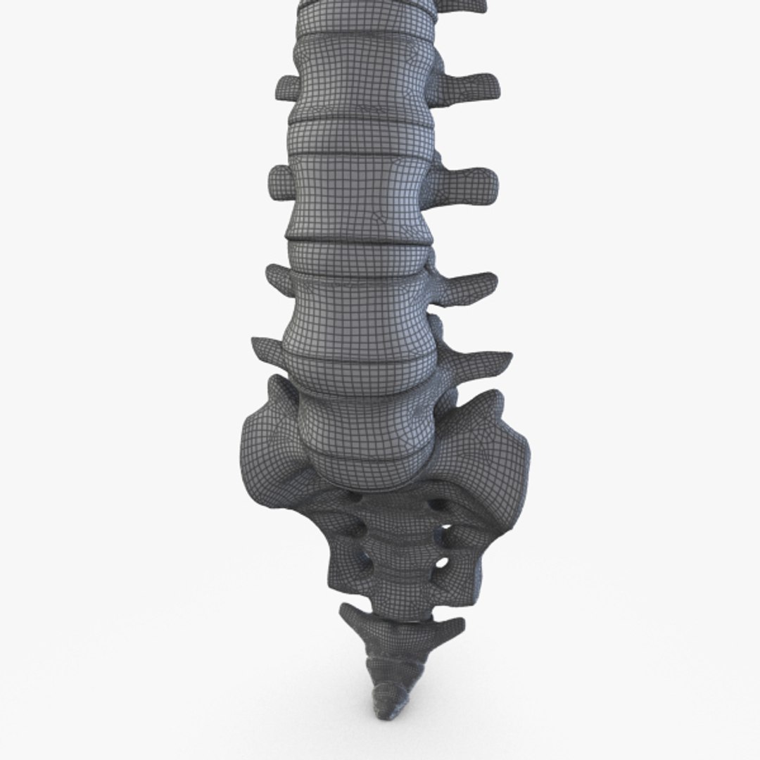 3d Human Spine