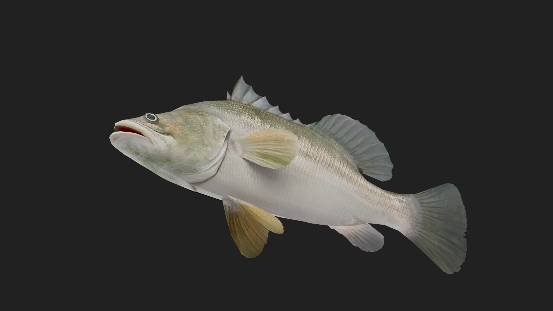 3D Bass Fish Model - TurboSquid 2123104