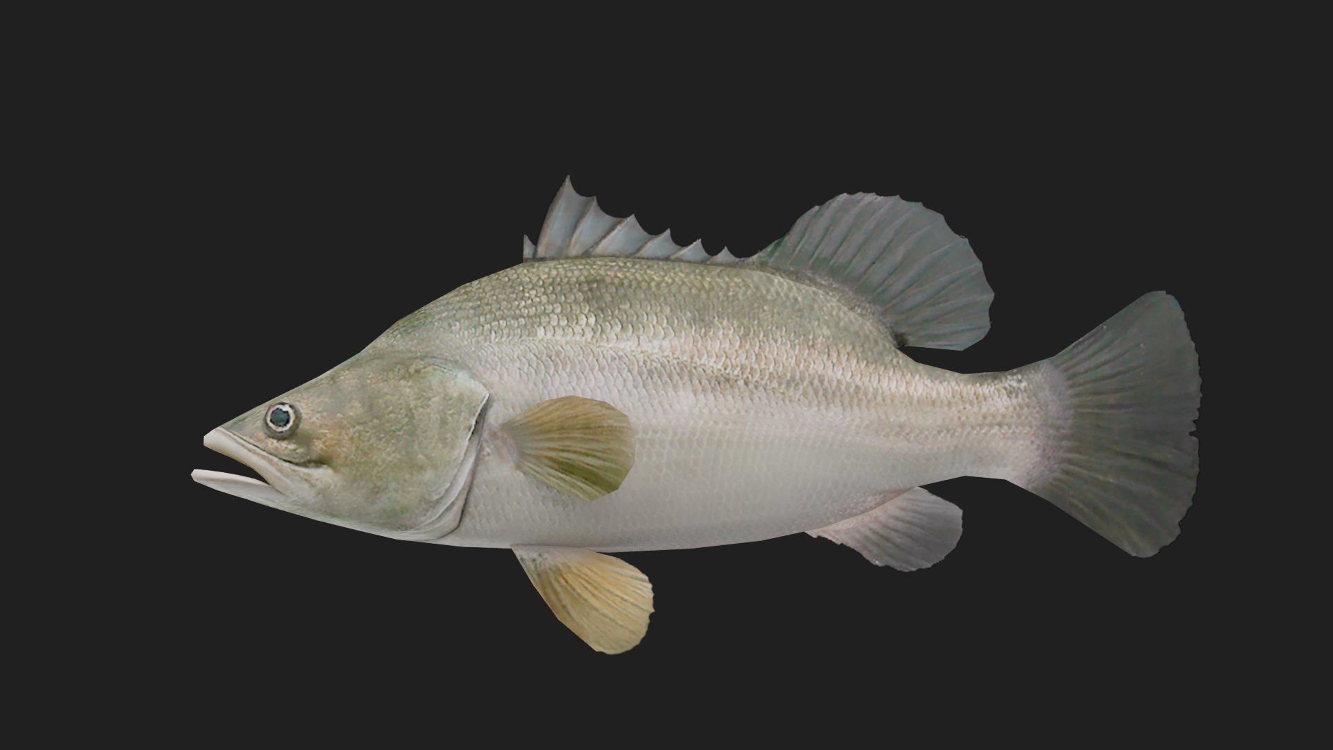 3D Bass Fish Model - TurboSquid 2123104