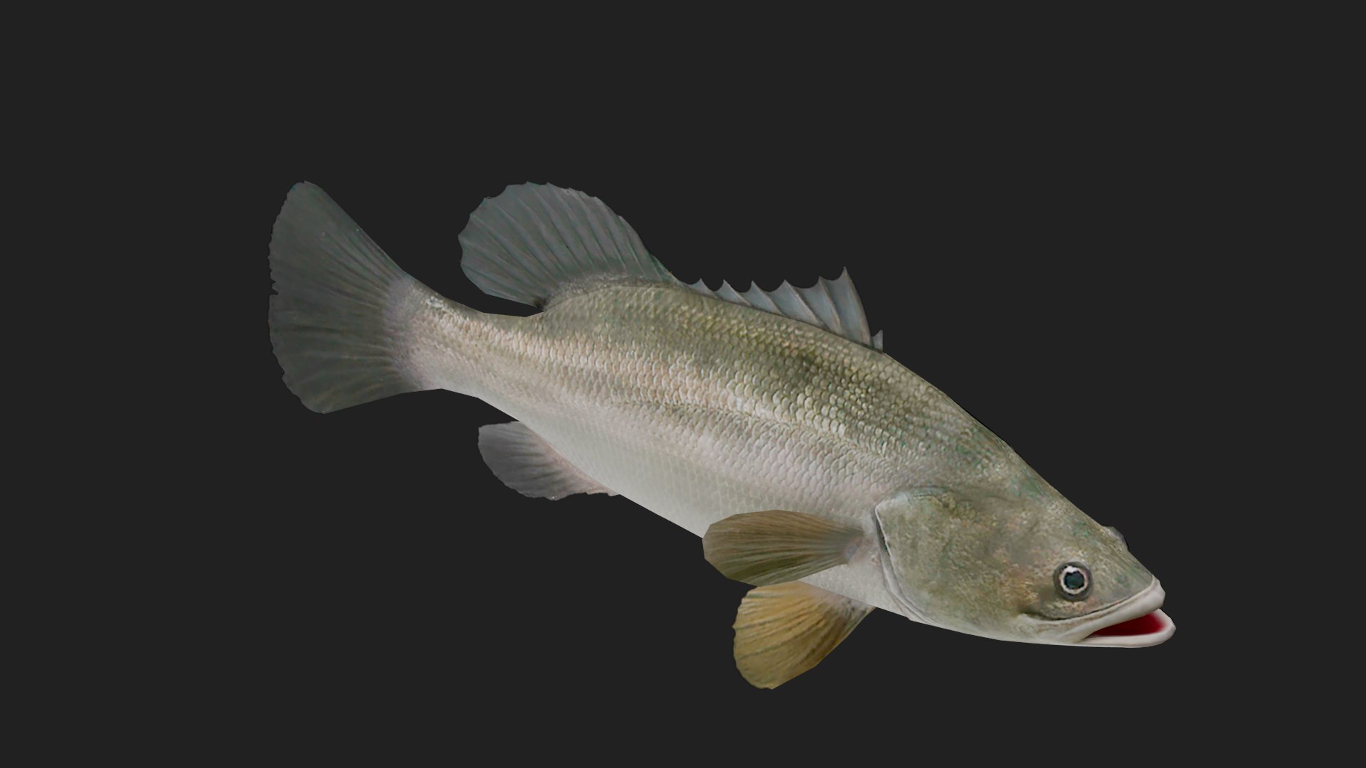3D Bass Fish Model - TurboSquid 2123104