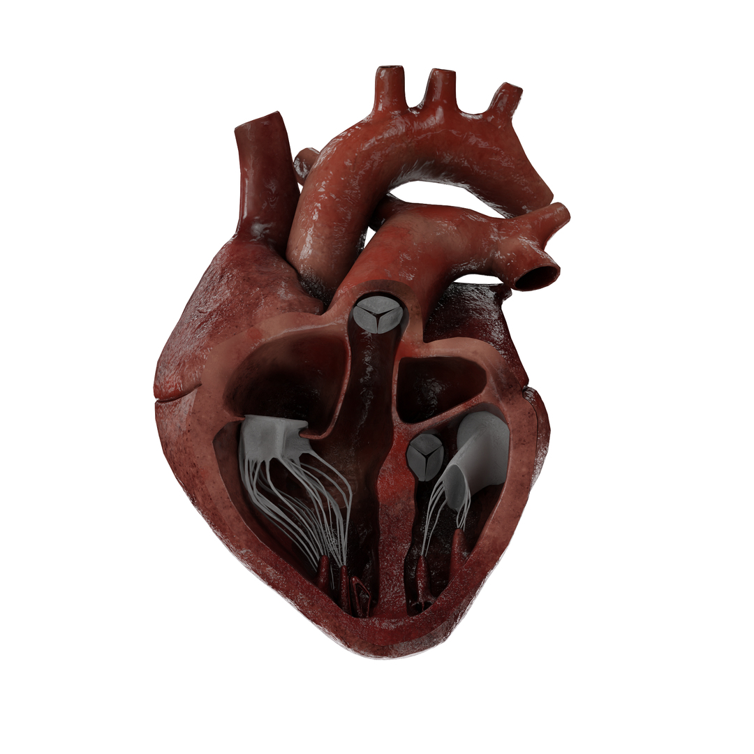 Human Heart Animated Lowpoly 3D Model - TurboSquid 2411240