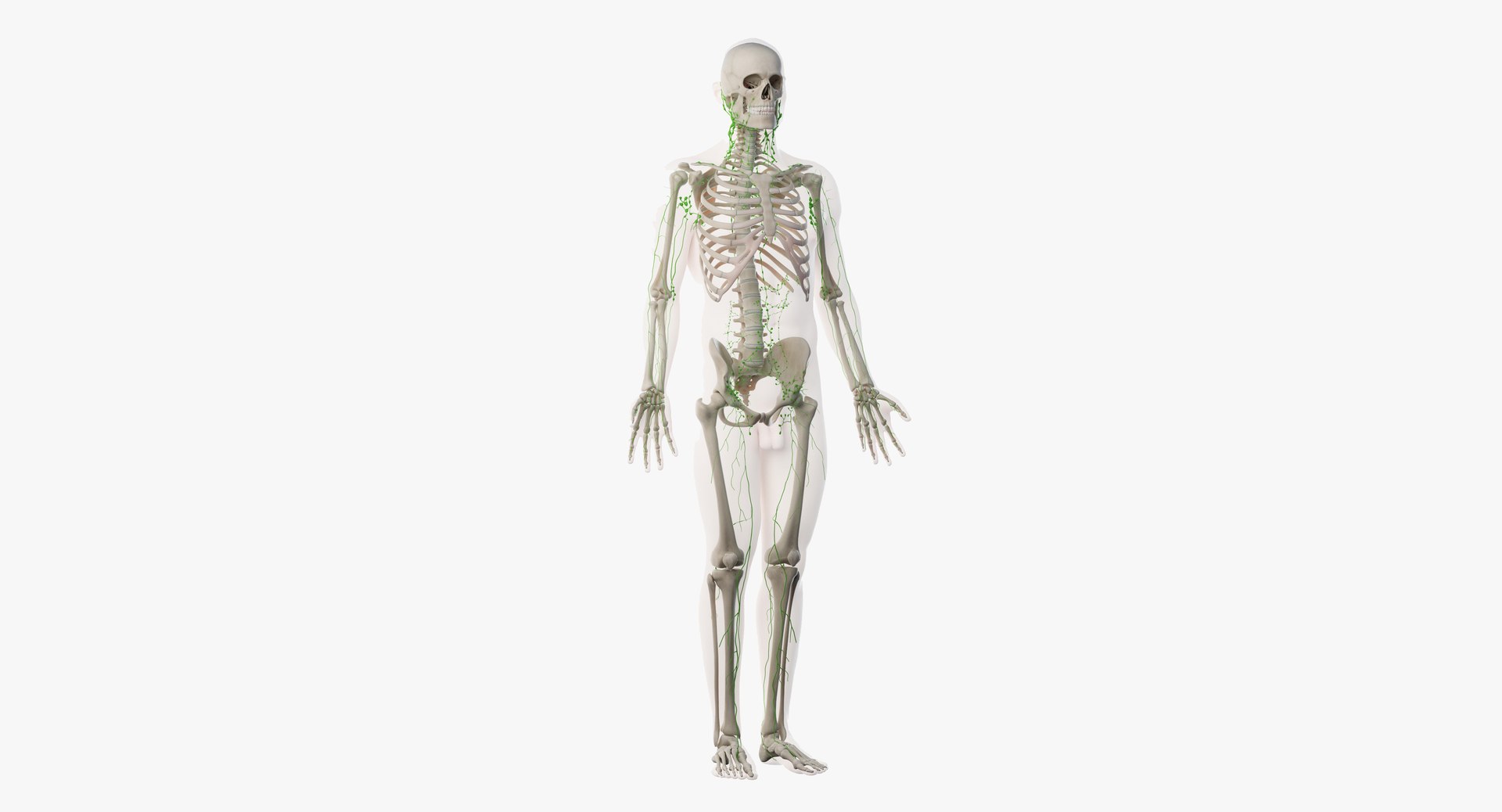 Skin african male skeleton 3D model - TurboSquid 1455877