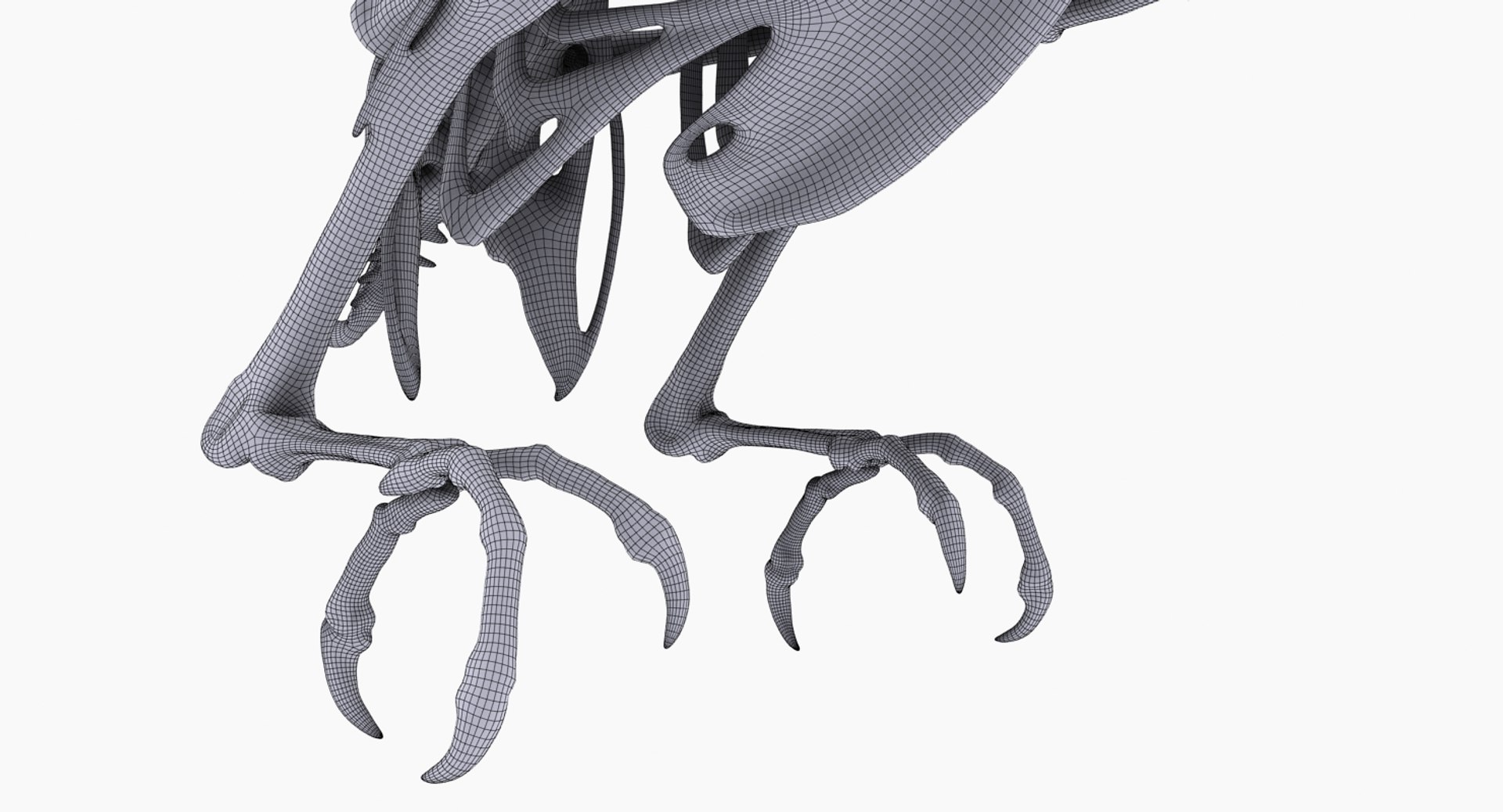 3D Macaw Parrot Skeleton Model - TurboSquid 1329949