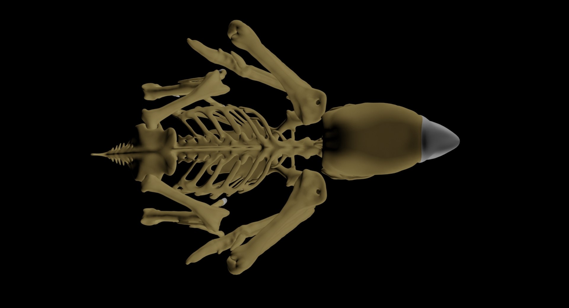 3D Macaw Parrot Skeleton Model - TurboSquid 1329949