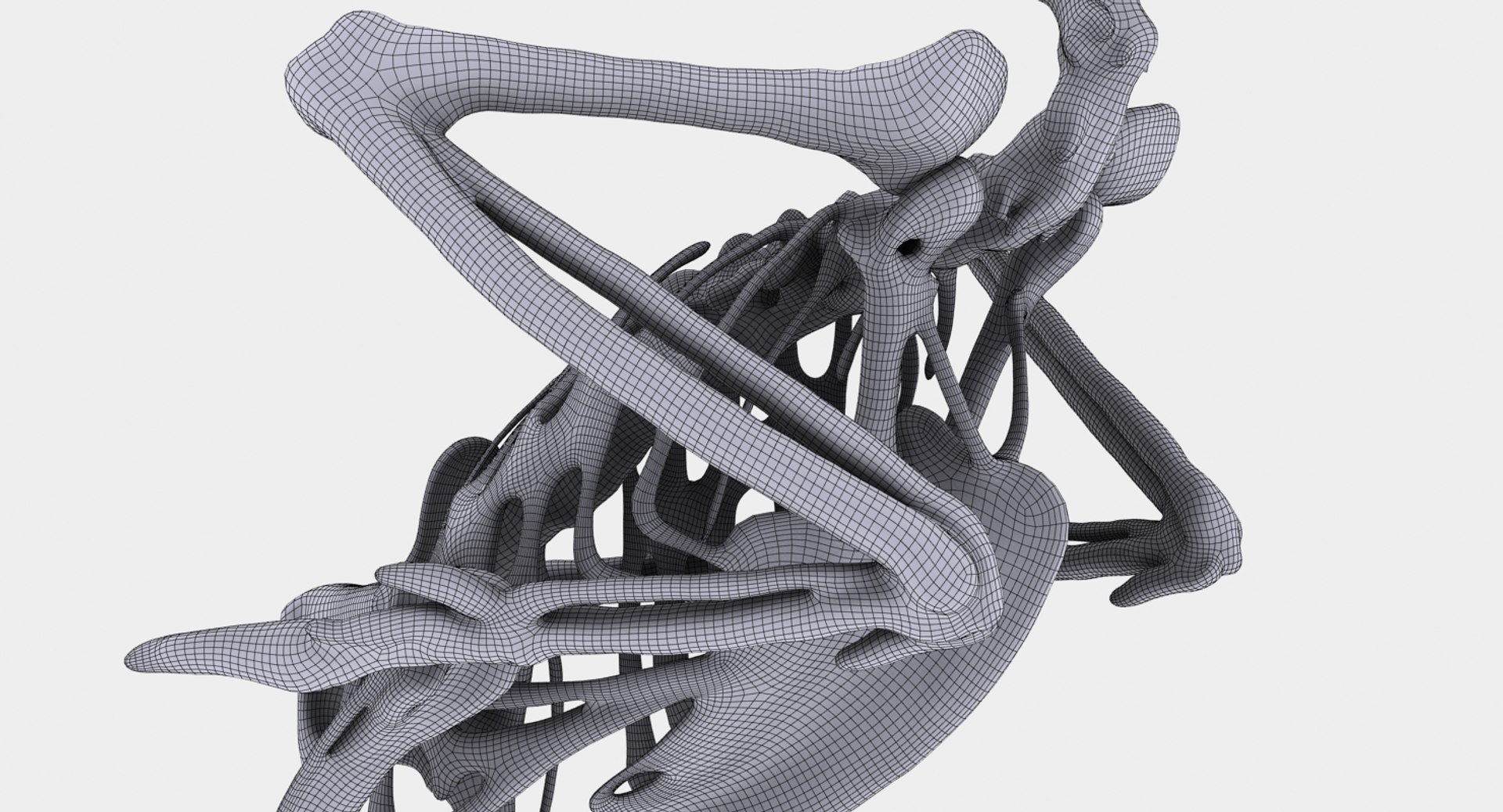 3D Macaw Parrot Skeleton Model - TurboSquid 1329949