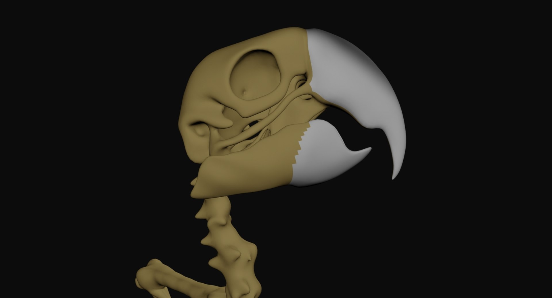 3D Macaw Parrot Skeleton Model - TurboSquid 1329949
