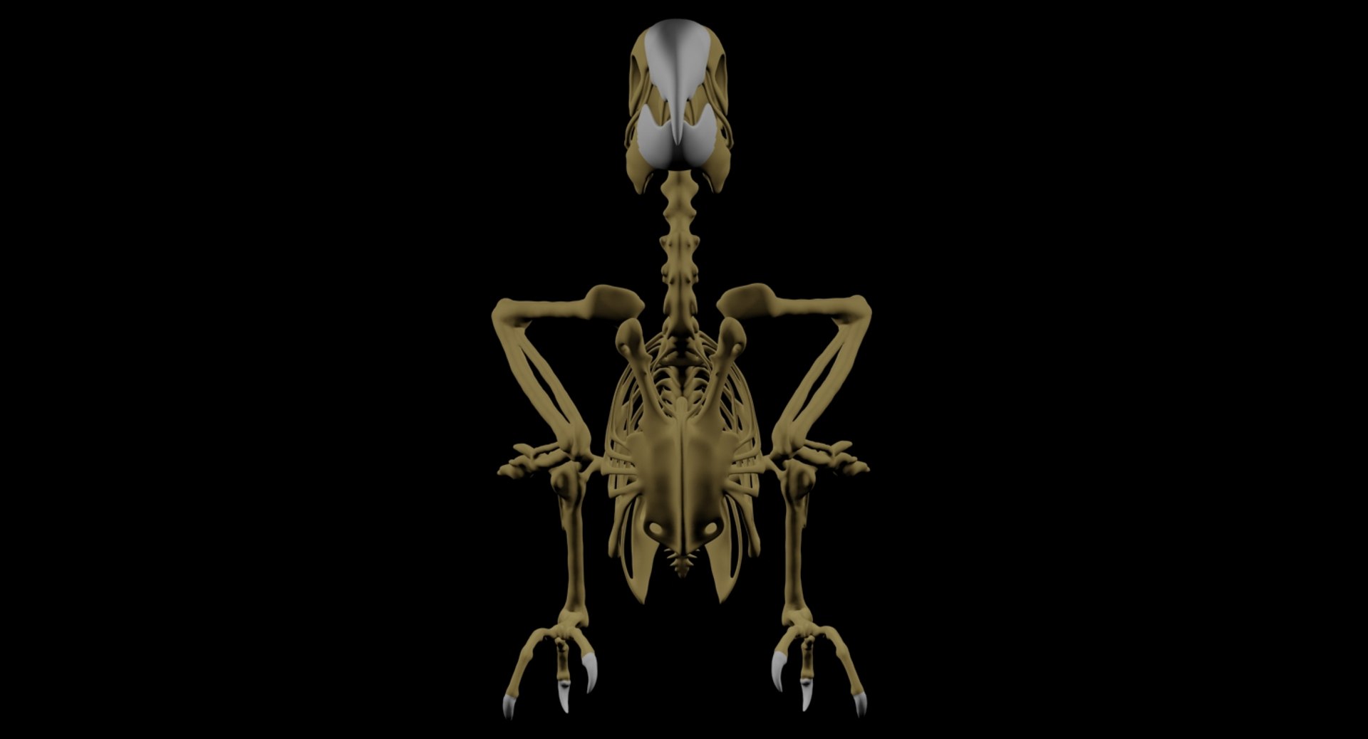 3D Macaw Parrot Skeleton Model - TurboSquid 1329949