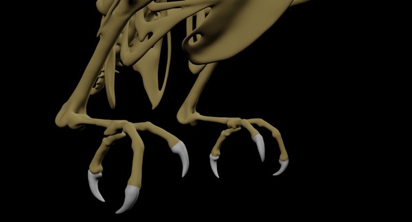 3D macaw parrot skeleton model - TurboSquid 1329949