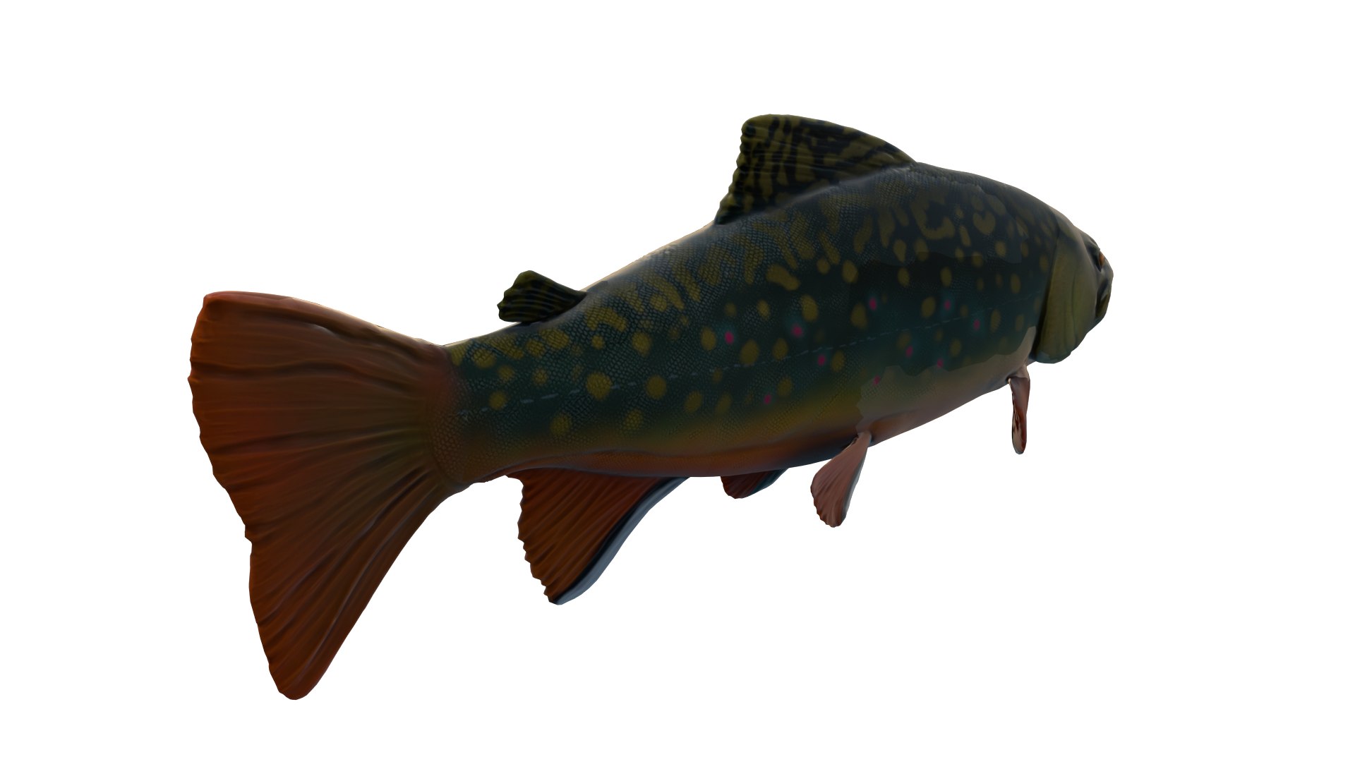 3D Brook Trout Fish 3D Model - TurboSquid 2313518