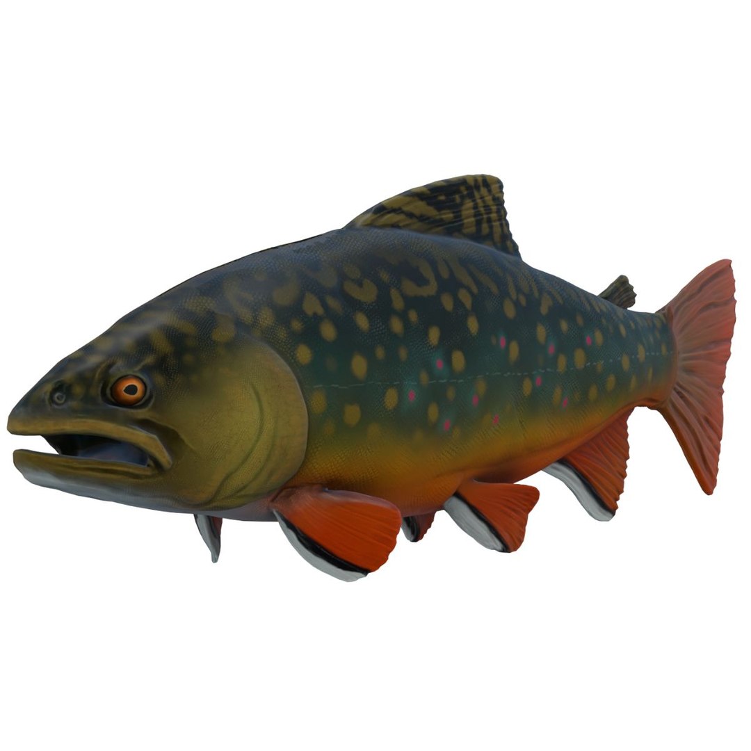 3D Brook Trout Fish 3D Model - TurboSquid 2313518