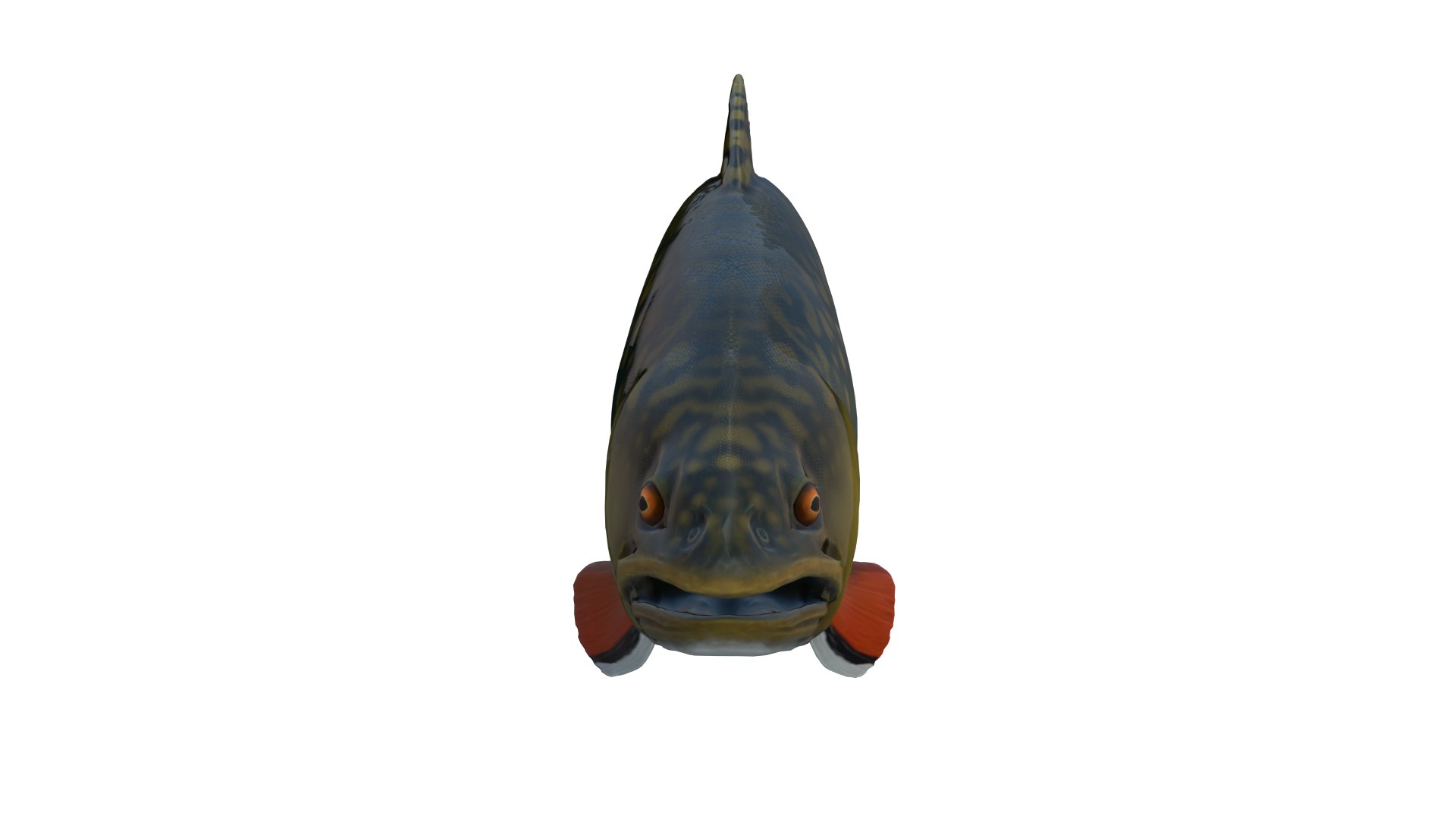 3D Brook Trout Fish 3D Model - TurboSquid 2313518