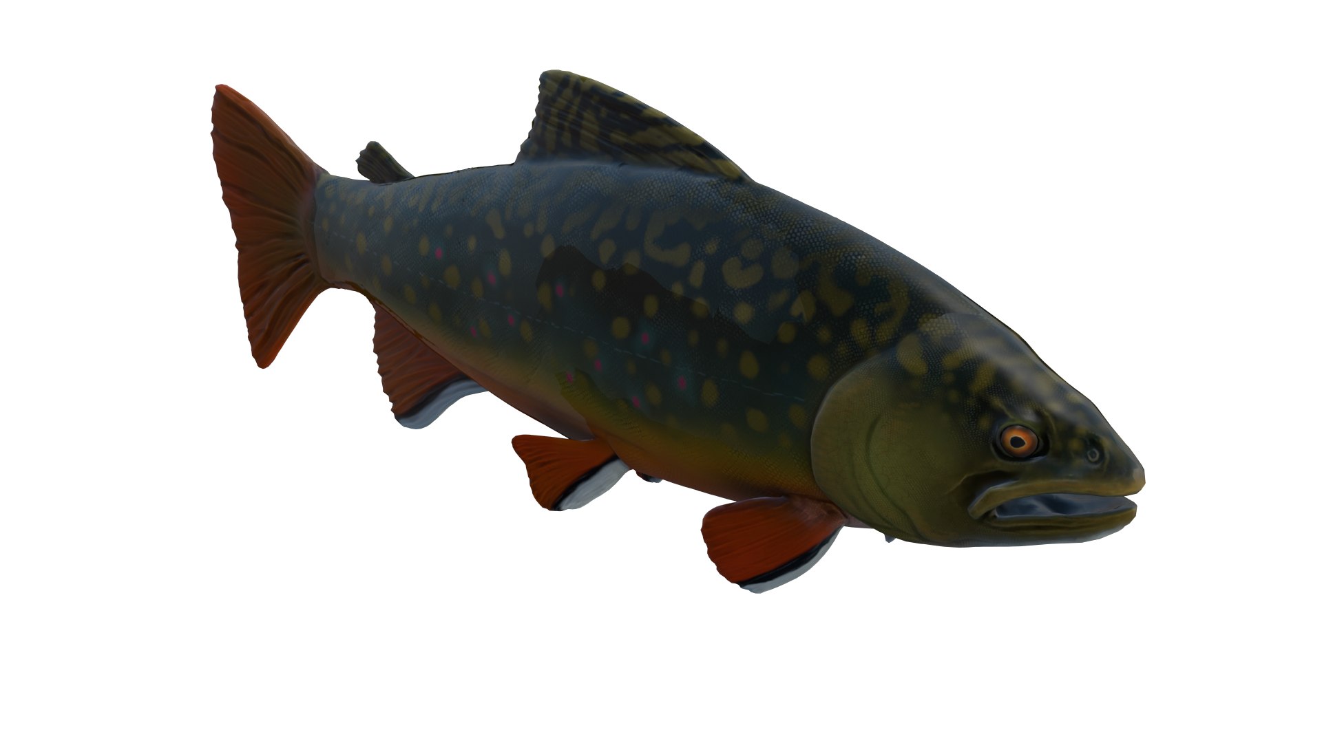 3D Brook Trout Fish 3D Model - TurboSquid 2313518