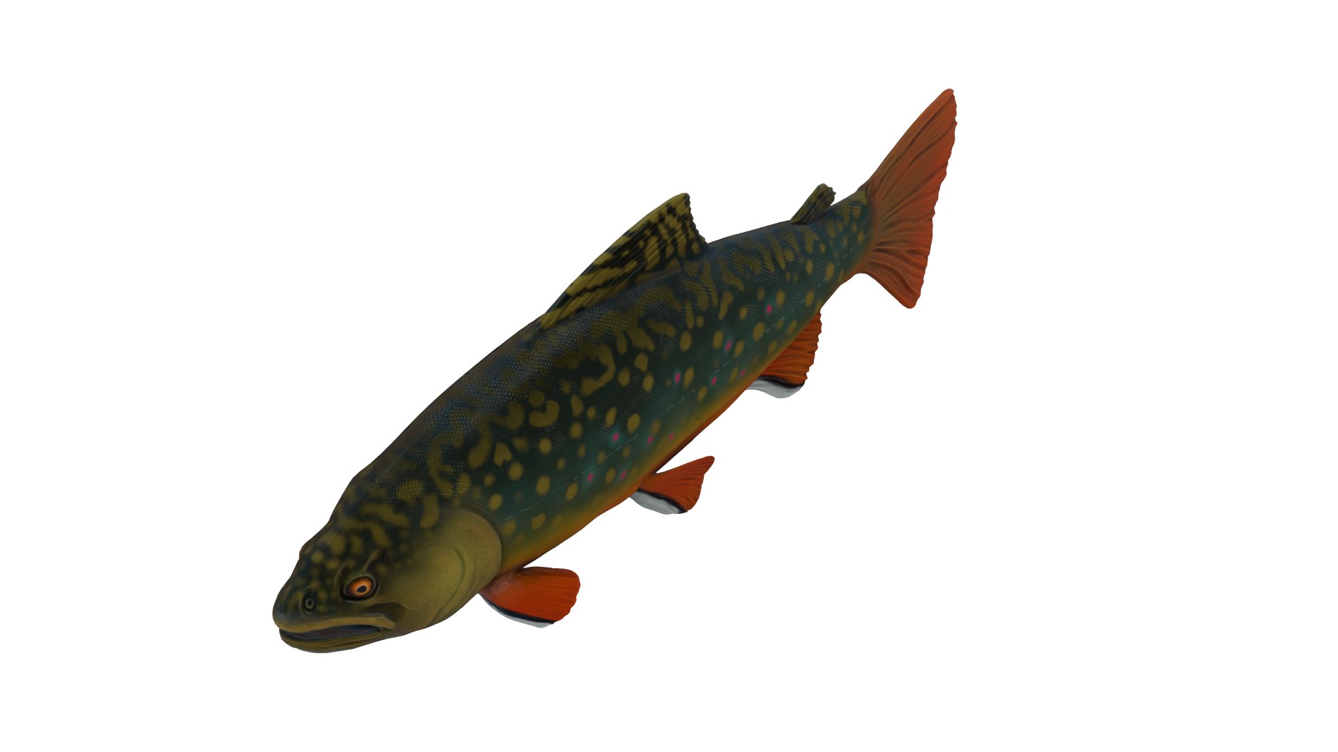3D Brook Trout Fish 3D Model - TurboSquid 2313518