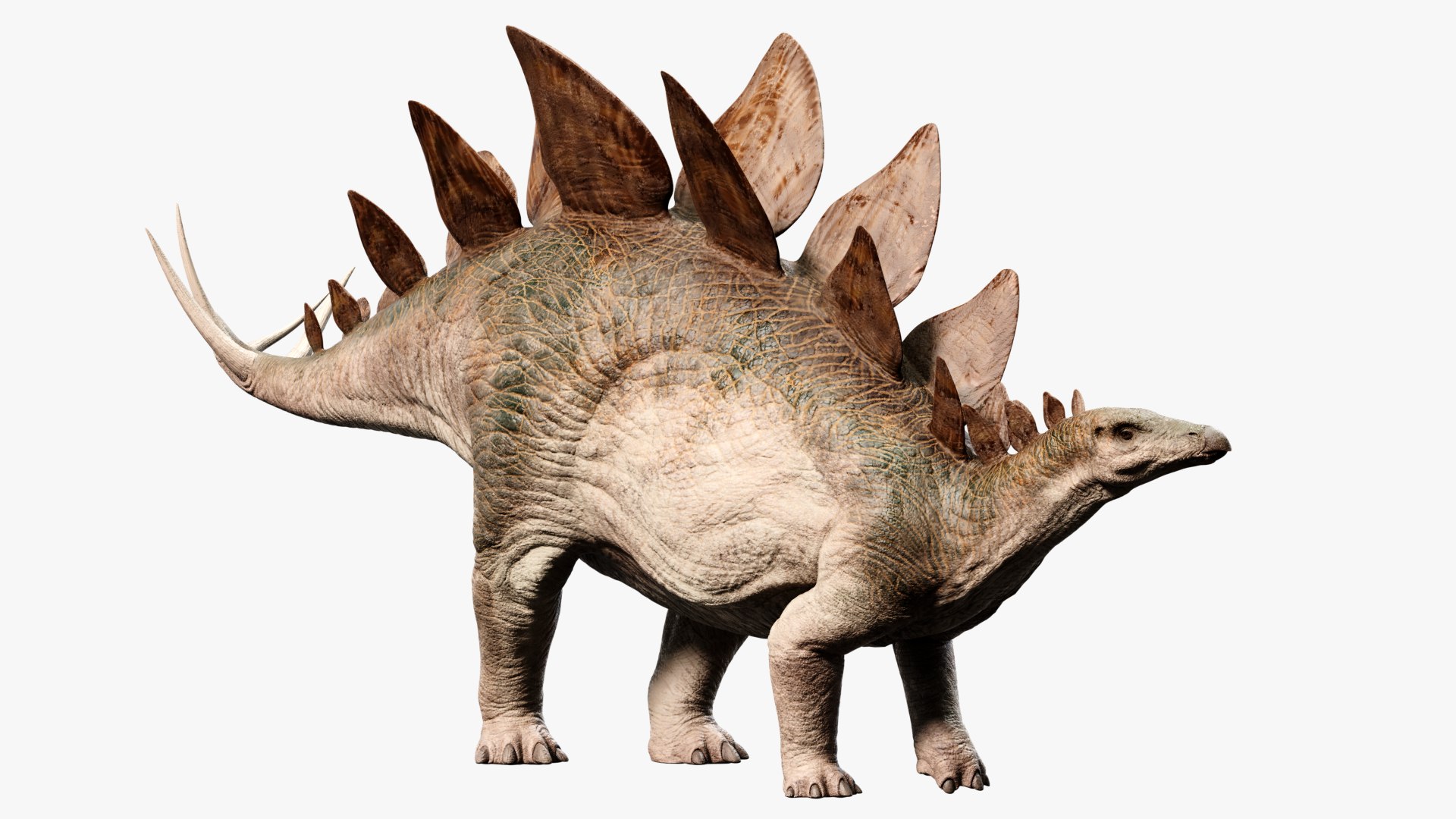 Realistic Stegosaurus 3D - TurboSquid 1350623