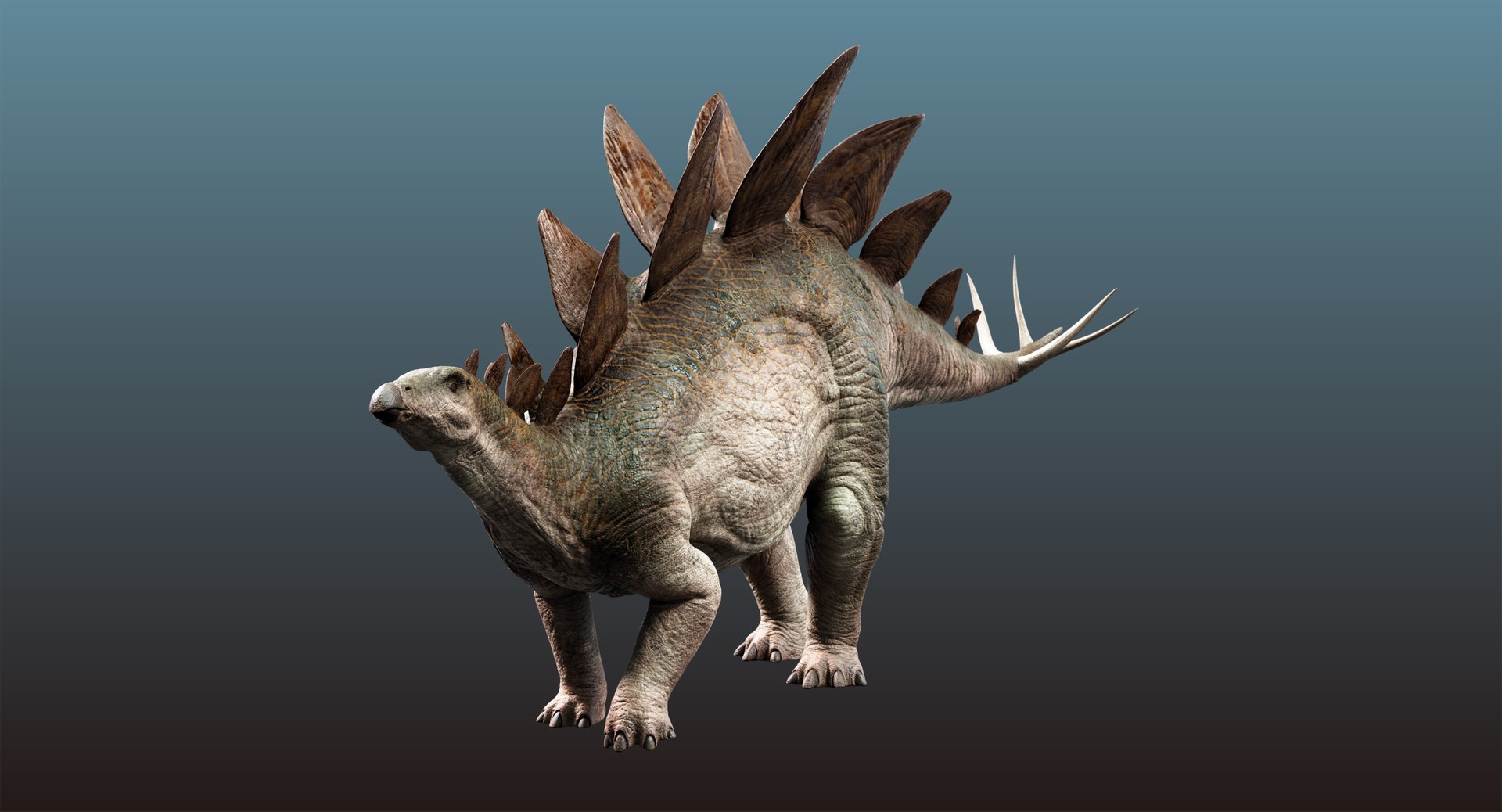 Realistic Stegosaurus 3D - TurboSquid 1350623