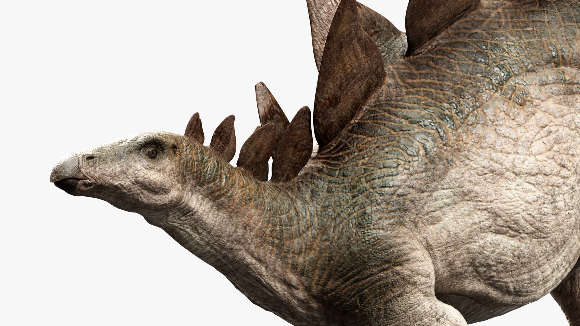Realistic Stegosaurus 3D - TurboSquid 1350623