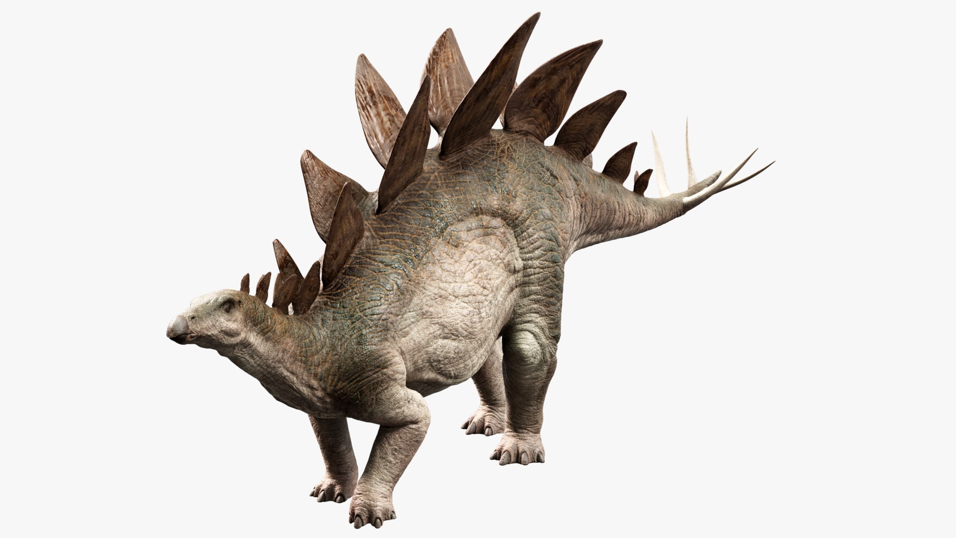 Realistic Stegosaurus 3D - TurboSquid 1350623