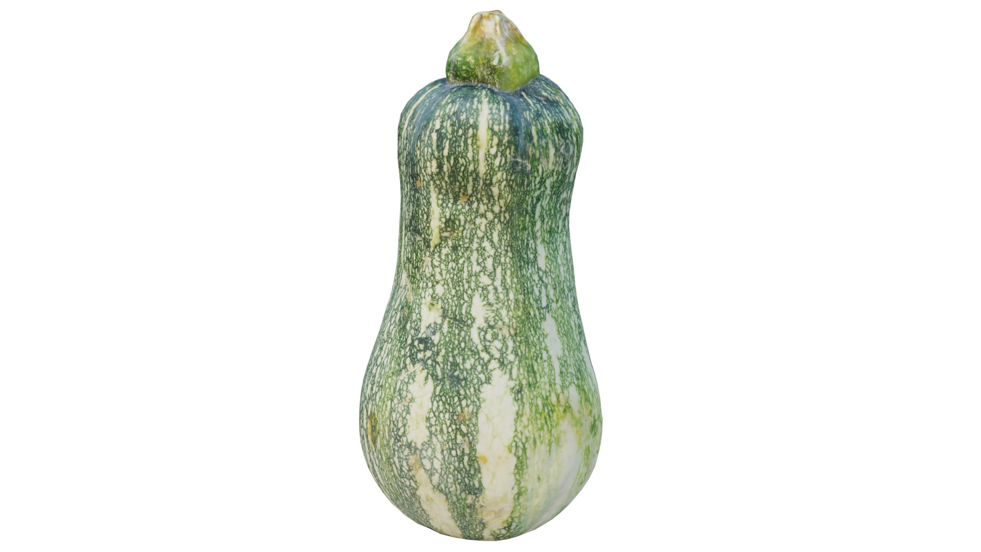 Squash Barbara Butternut 02 3D - TurboSquid 1903258