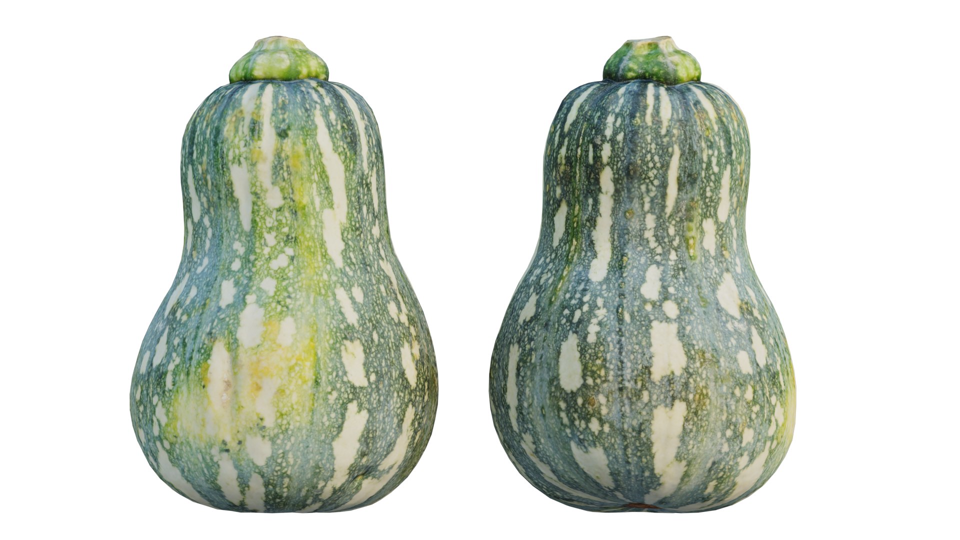 Squash Barbara Butternut 02 3D - TurboSquid 1903258