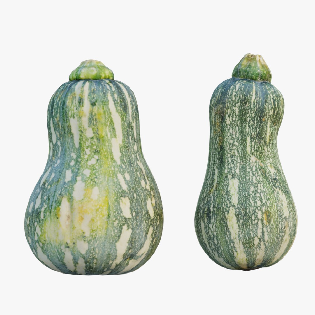 Squash Barbara Butternut 02 3D - TurboSquid 1903258