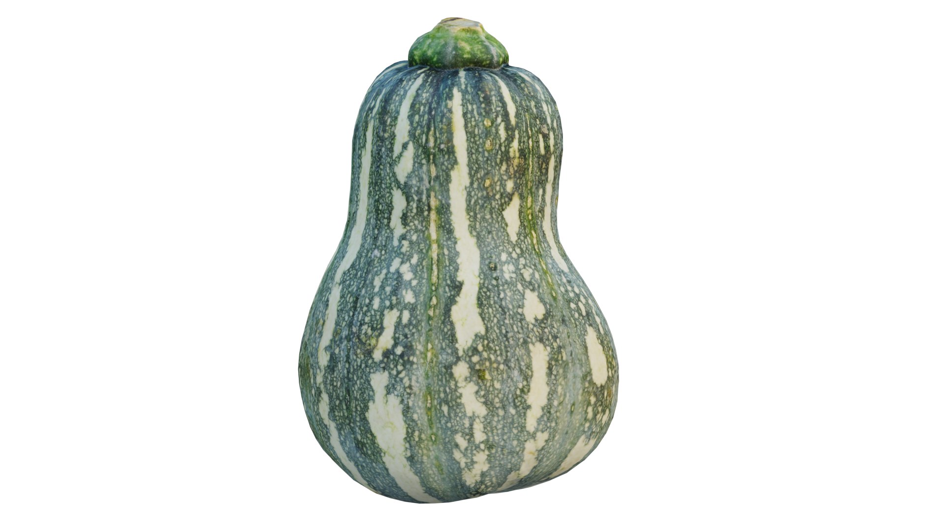 Squash Barbara Butternut 02 3D - TurboSquid 1903258