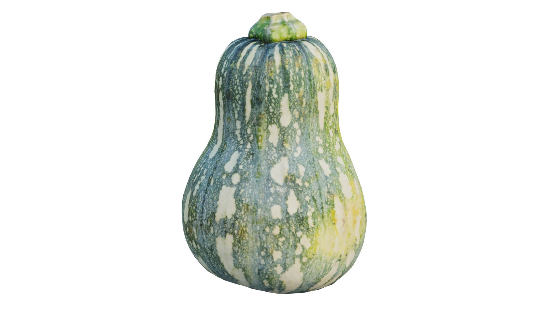 Squash Barbara Butternut 02 3D - TurboSquid 1903258