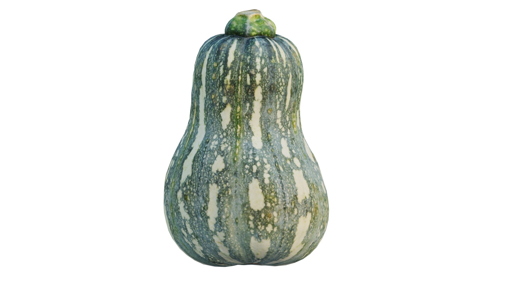 Squash Barbara Butternut 02 3D - TurboSquid 1903258