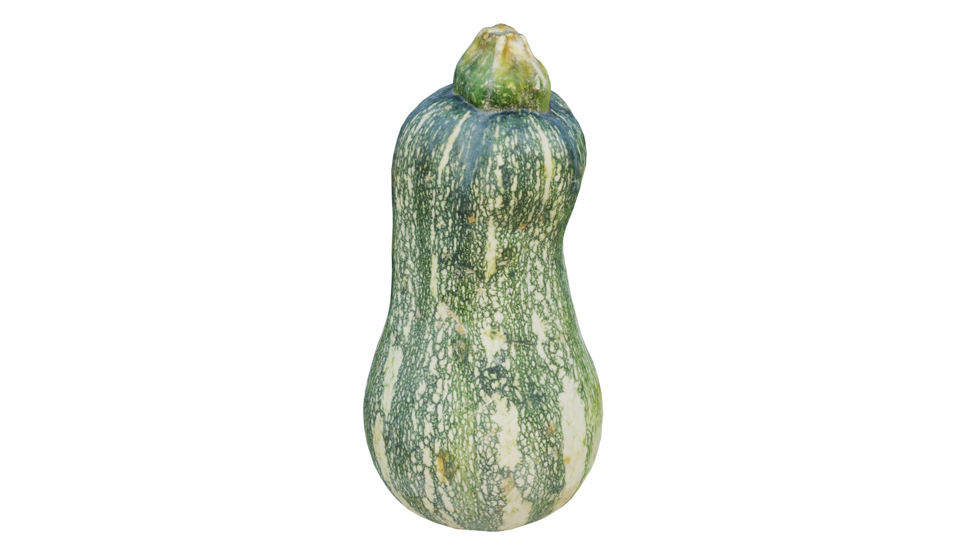 Squash Barbara Butternut 02 3D - TurboSquid 1903258