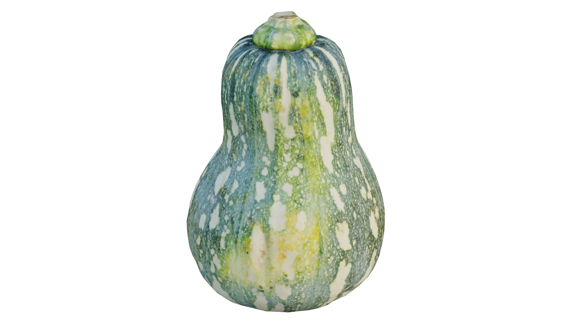 Squash Barbara Butternut 02 3D - TurboSquid 1903258