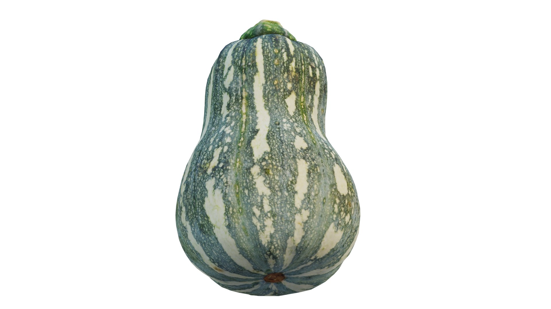 Squash Barbara Butternut 02 3D - TurboSquid 1903258