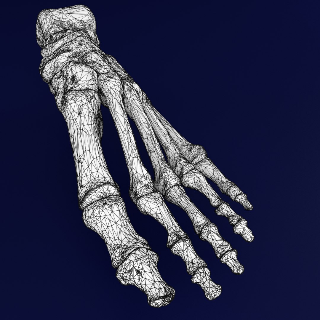 Foot bones labelled model - TurboSquid 1481344