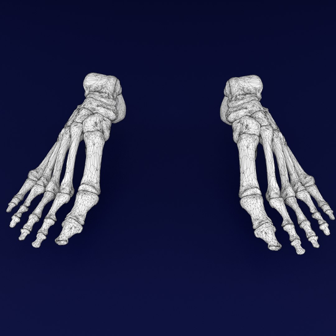 Foot bones labelled model - TurboSquid 1481344