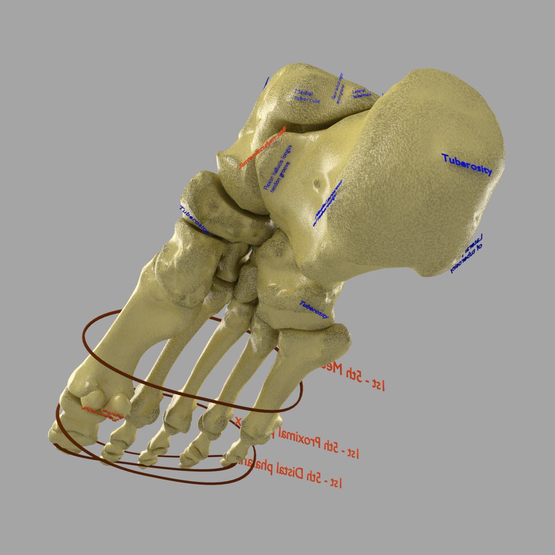 Foot bones labelled model - TurboSquid 1481344