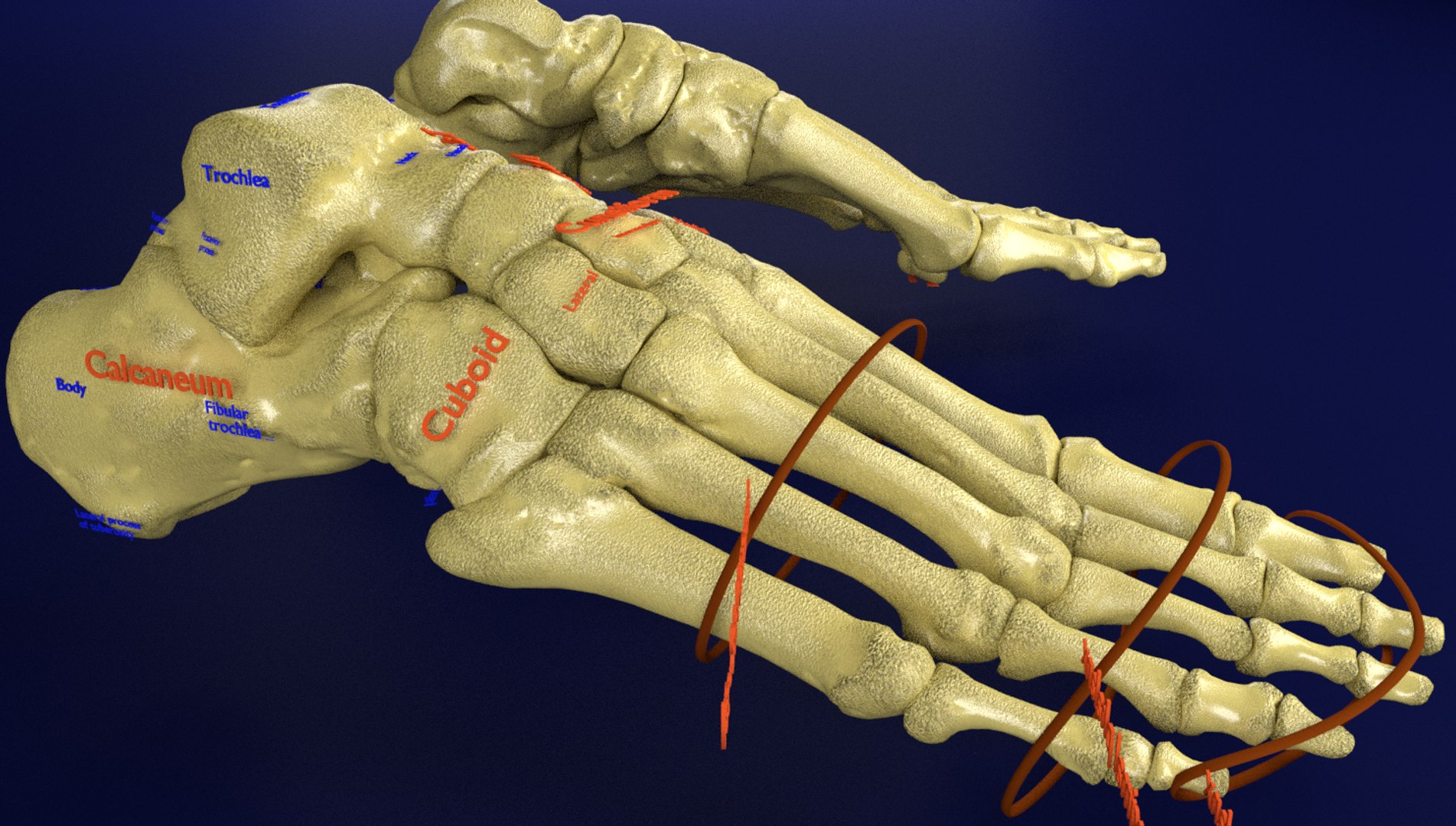Foot bones labelled model - TurboSquid 1481344