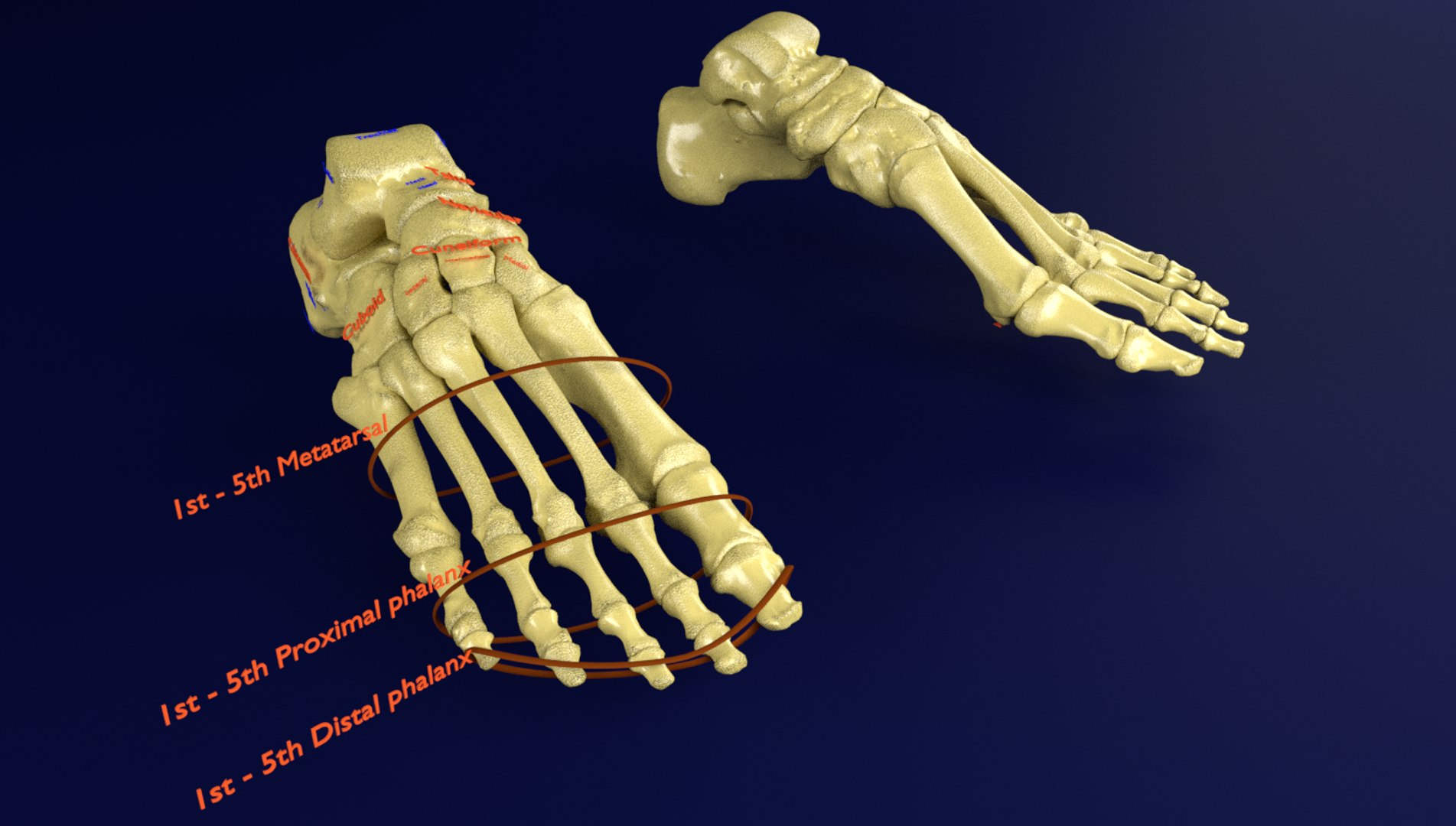 Foot bones labelled model - TurboSquid 1481344