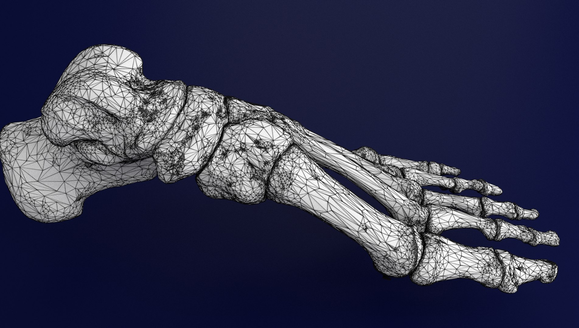 Foot bones labelled model - TurboSquid 1481344