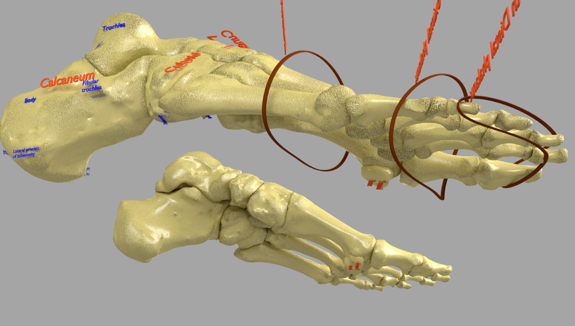 Foot bones labelled model - TurboSquid 1481344