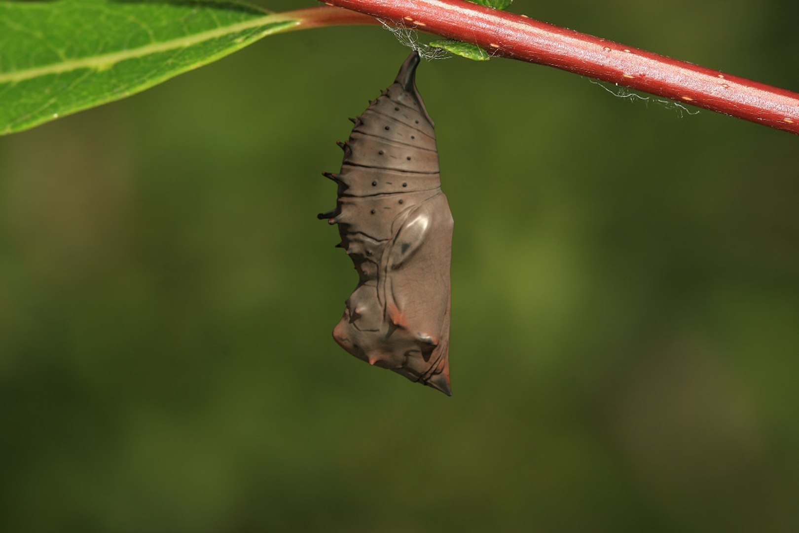 Chrysalis 3D - TurboSquid 1402071