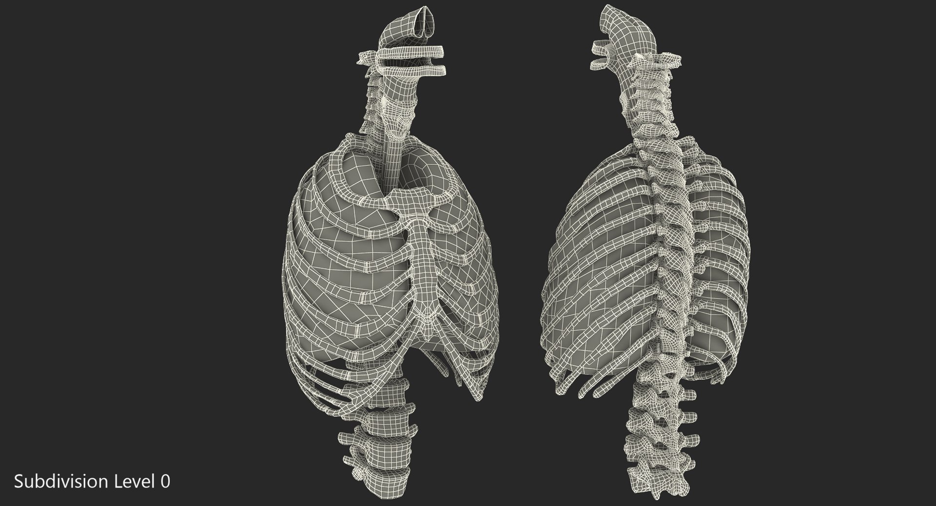 3D female ribcage skeleton respiratory - TurboSquid 1209659
