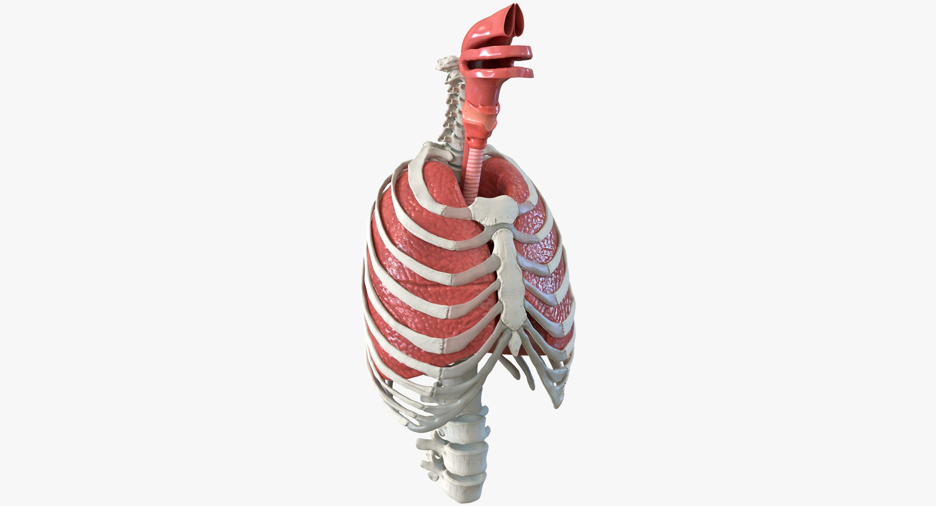 3D female ribcage skeleton respiratory - TurboSquid 1209659