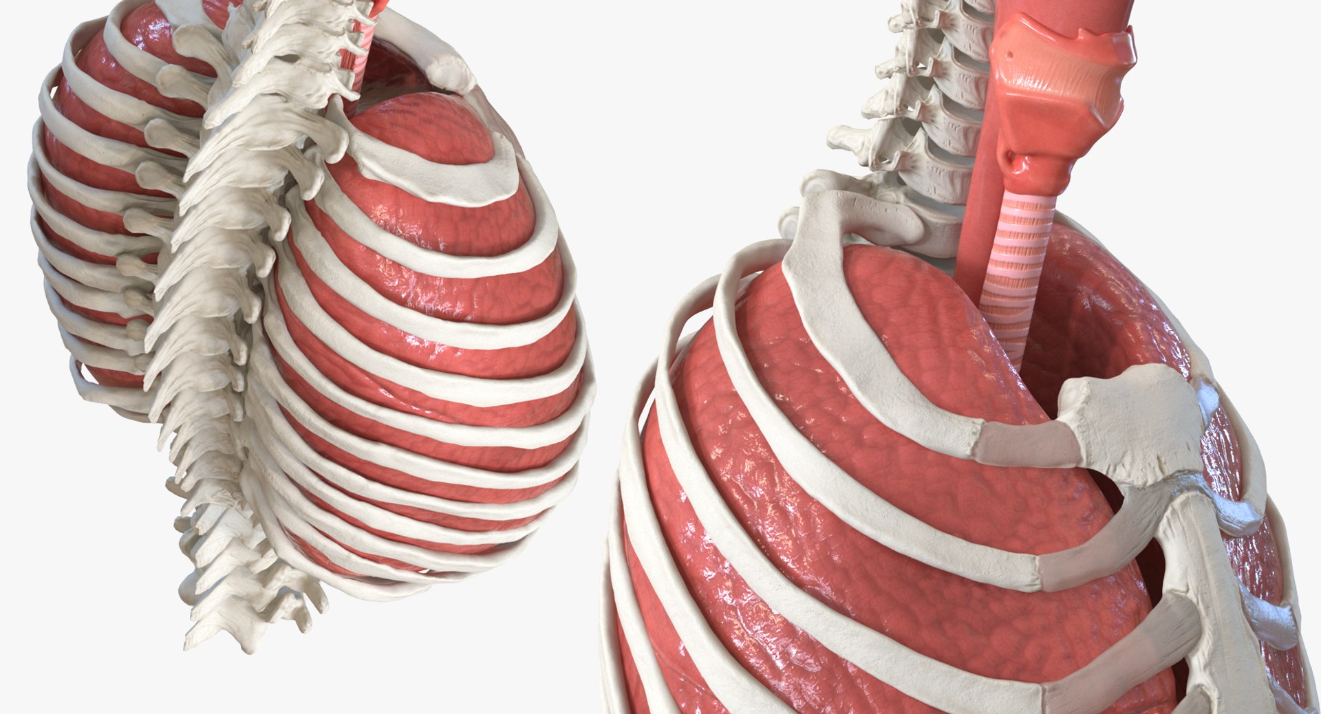 3D female ribcage skeleton respiratory - TurboSquid 1209659
