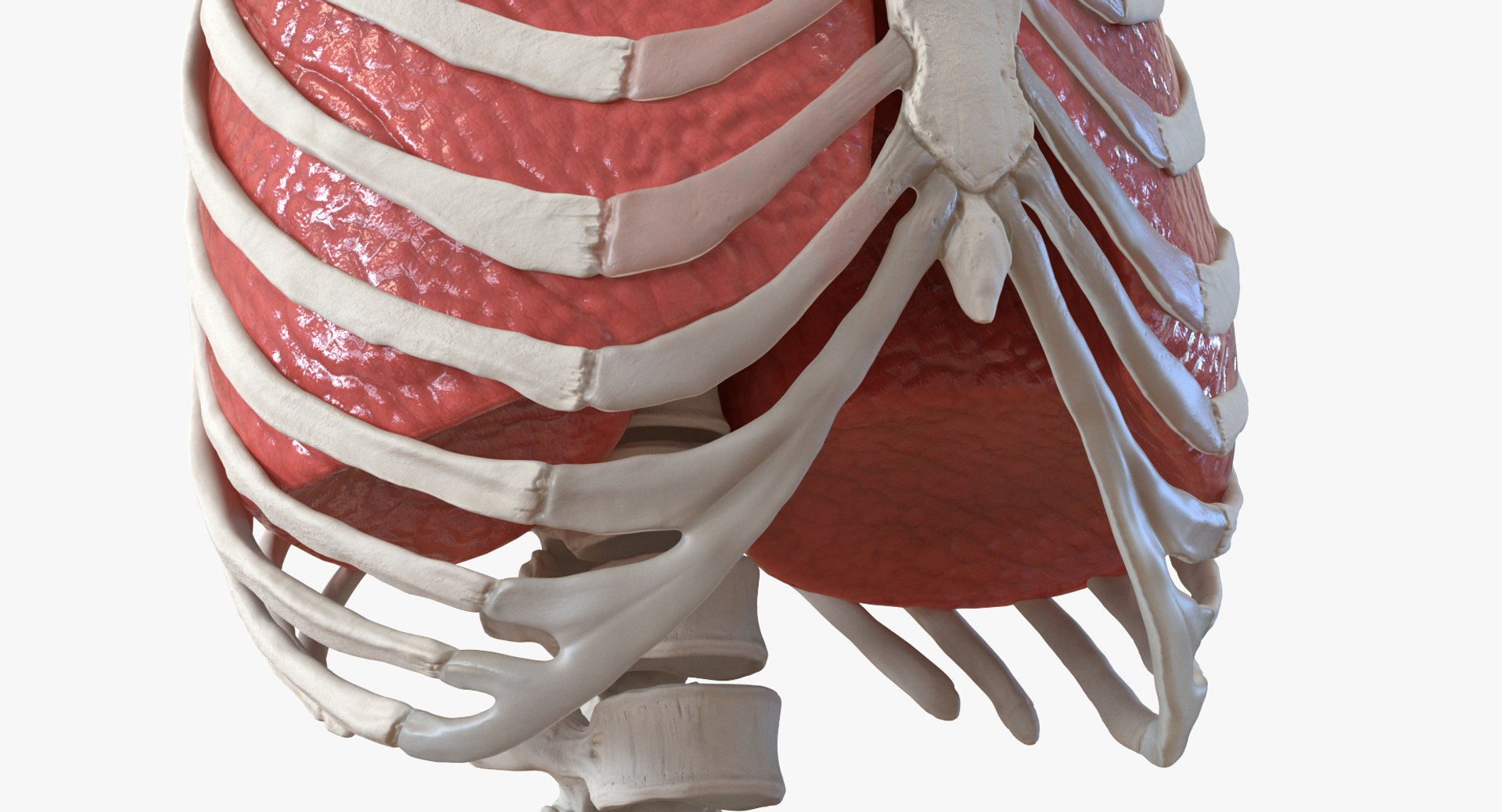 3D female ribcage skeleton respiratory - TurboSquid 1209659