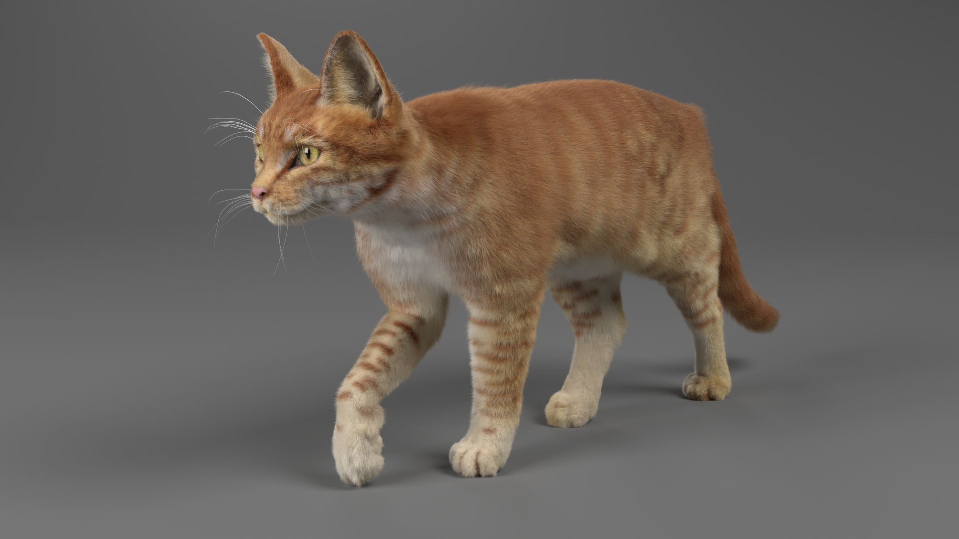 3D model Cat Red Tabby ANIMATED - TurboSquid 2043833