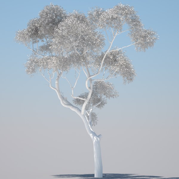 eucalyptus tree 3d model